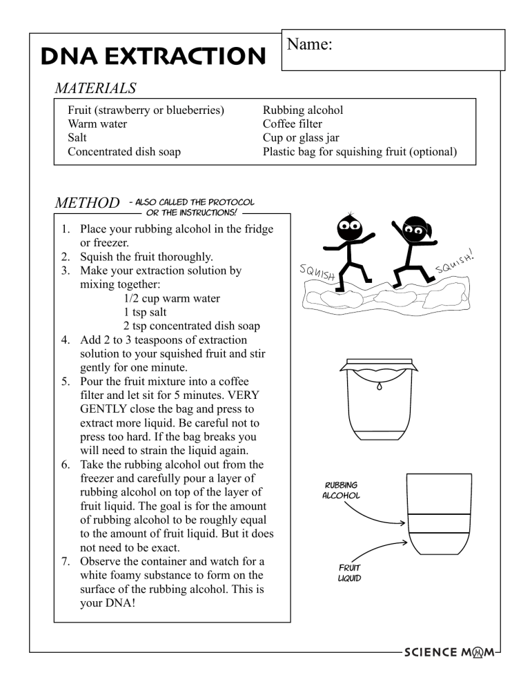 DNA Extraction Worksheet: Strawberry DNA Experiment