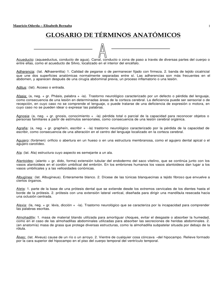 Glosario de Términos Anatómicos: Acueducto a Álveo