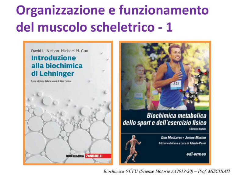 Organizzazione e Funzione del Muscolo Scheletrico: Biochimica