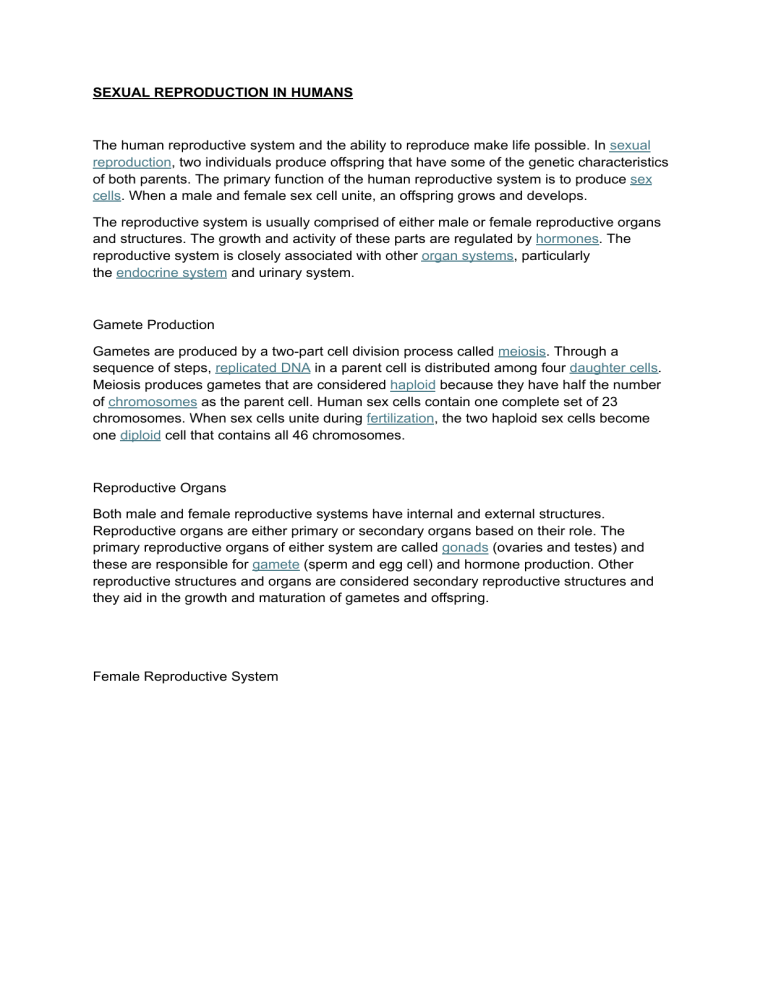 Human Sexual Reproduction: Anatomy & Gamete Production