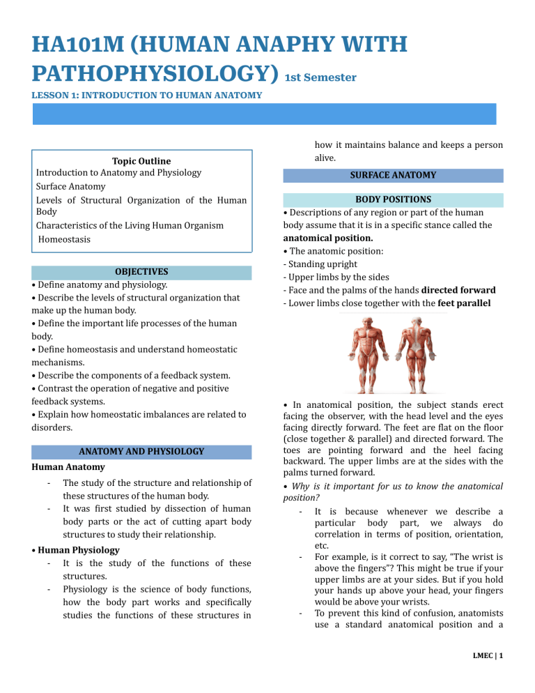 Human Anatomy & Physiology: Intro, Terminology, Body Positions