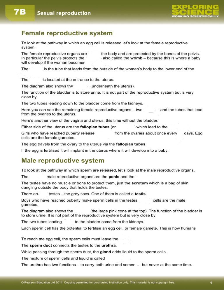 Sexual Reproduction: Female & Male Reproductive Systems