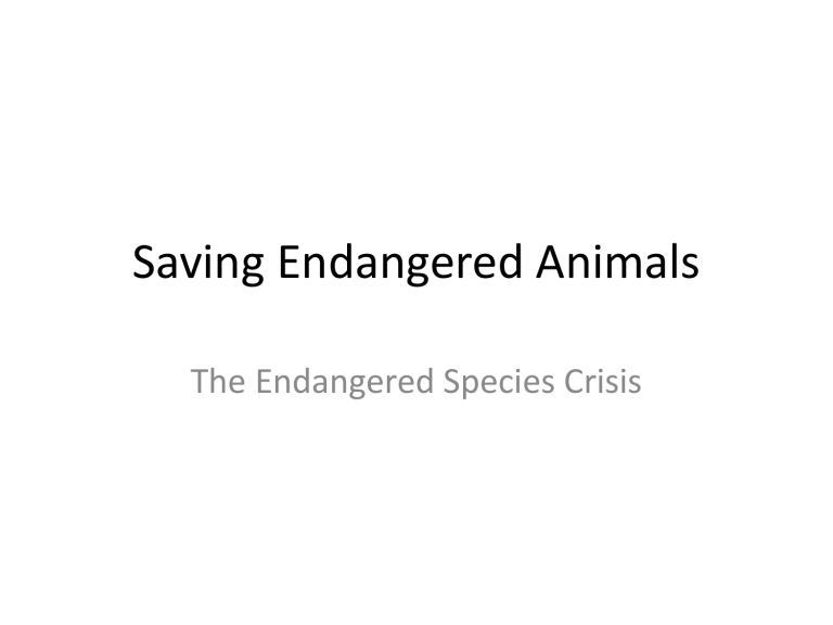 Saving Endangered Animals: A Presentation on Conservation