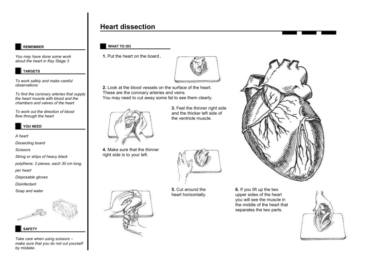 Heart Dissection Lab: Anatomy Guide for Students