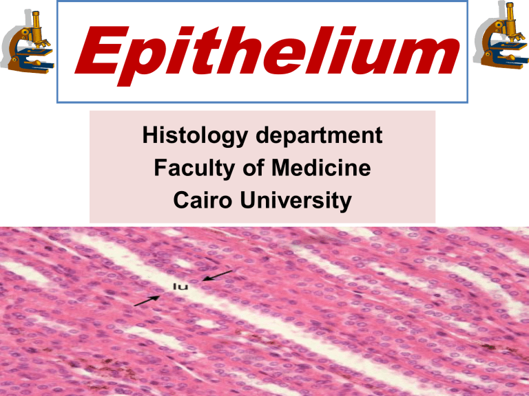 Epithelium Histology: Types, Structure, and Function